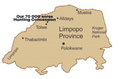 Cape Buffalo Cow Management Hunt in South Africa