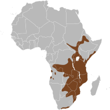 Bushpig Hunting in South Africa